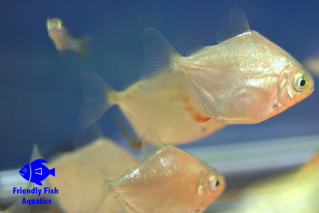 Silver Tetra for Sale in Harlow - Friendly Fish Aquatics
