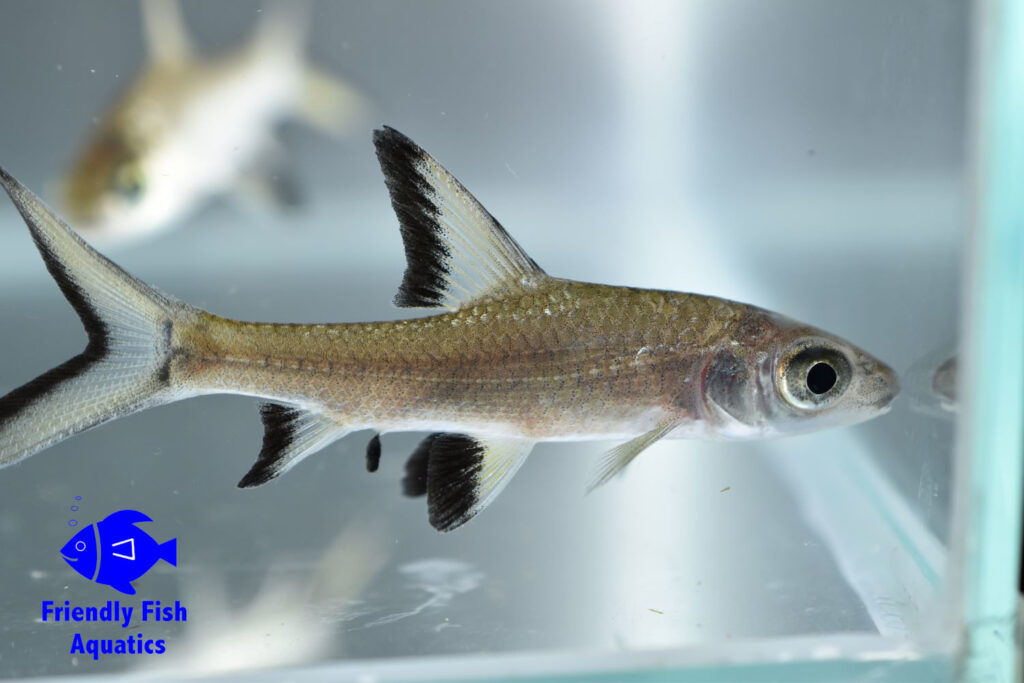 Silver Shark for Sale in Harlow - Friendly Fish Aquatics