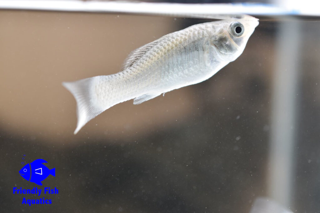 White Molly for Sale in Harlow - Friendly Fish Aquatics