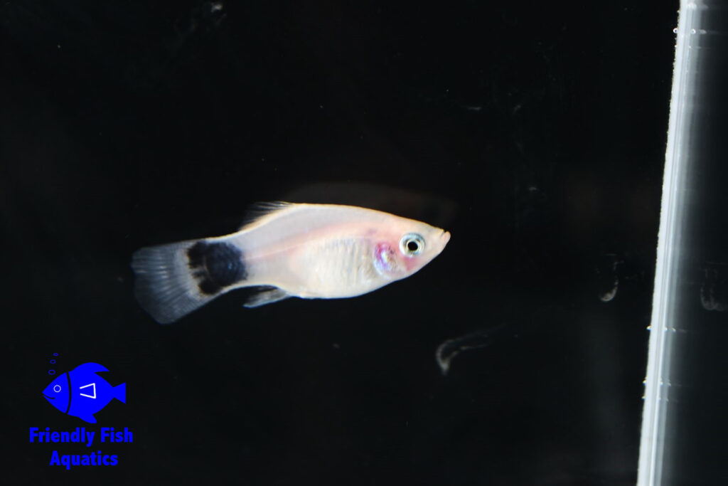 White Mickey Mouse Moon Platy for Sale in Harlow - Friendly Fish