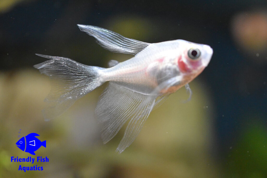 Long Finned White Widow Tetra for Sale in Harlow - Friendly Fish